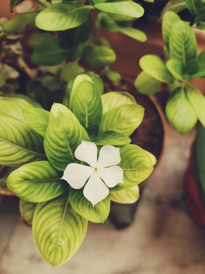 Beautiful flower stock photo. Image of editing, flower - 254570306