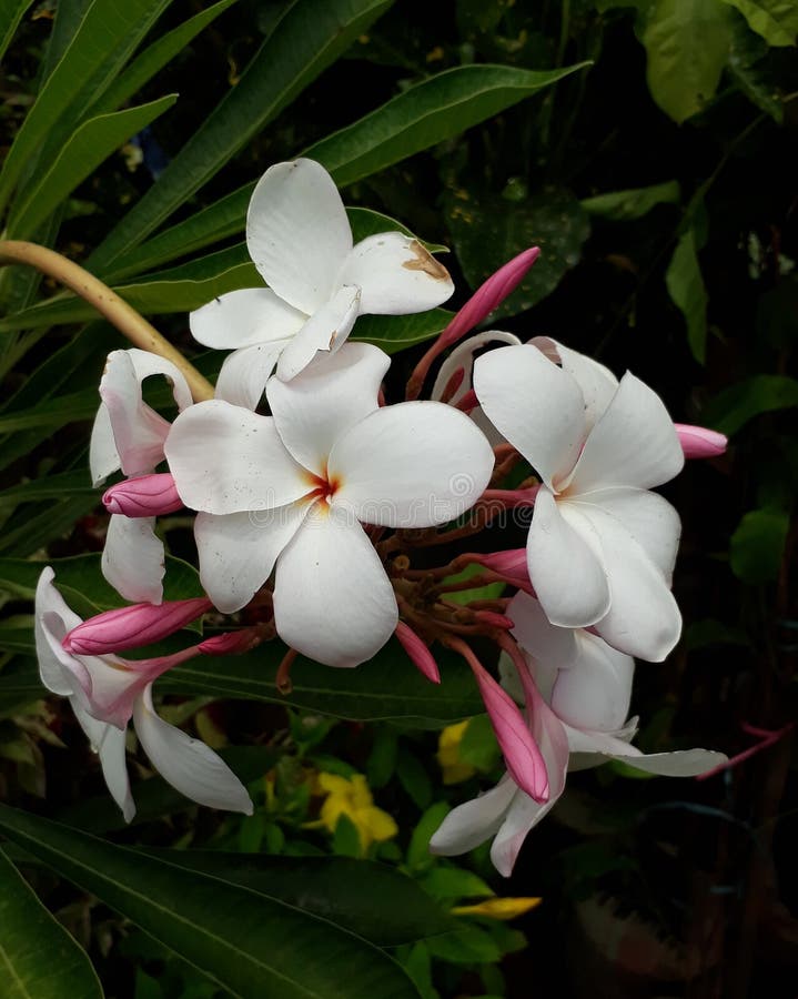 Emages Frog Stock Photos - Free & Royalty-Free Stock Photos from Dreamstime