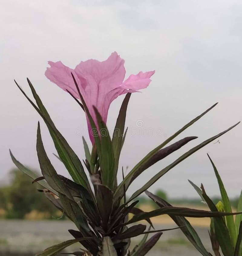 The Beautiful Flower, Environment and Leaves Stock Image - Image of ...