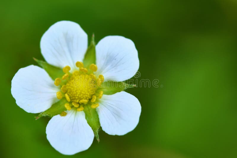 Beautiful Flower with Five Macro Petals Color Blur Background Stock ...