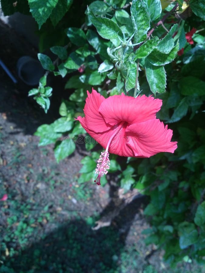 Habiscus Flower goan stock photo. Image of jatra, called - 153194512