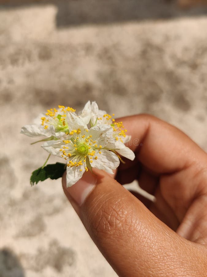 The beautiful flower stock image. Image of petal, hand - 261017271