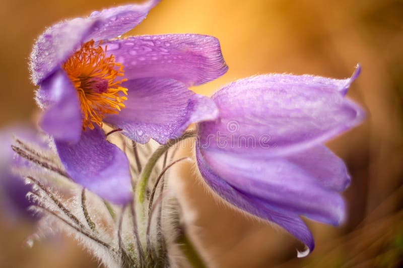 Beautiful Flower in the Forest Stock Photo - Image of nature, color ...