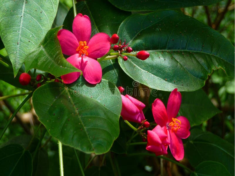 Beautiful Flower in French Polynesia Stock Image - Image of flower ...