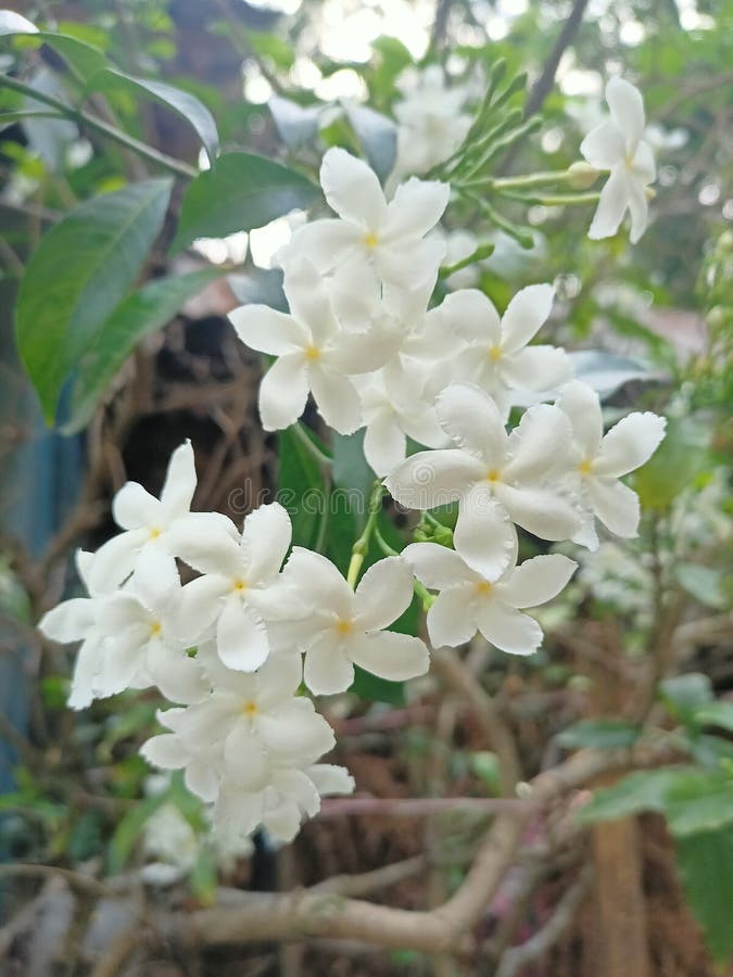 Beautiful Flower Fresh Air Nature Makes Your Mind Fresh Stock Image ...