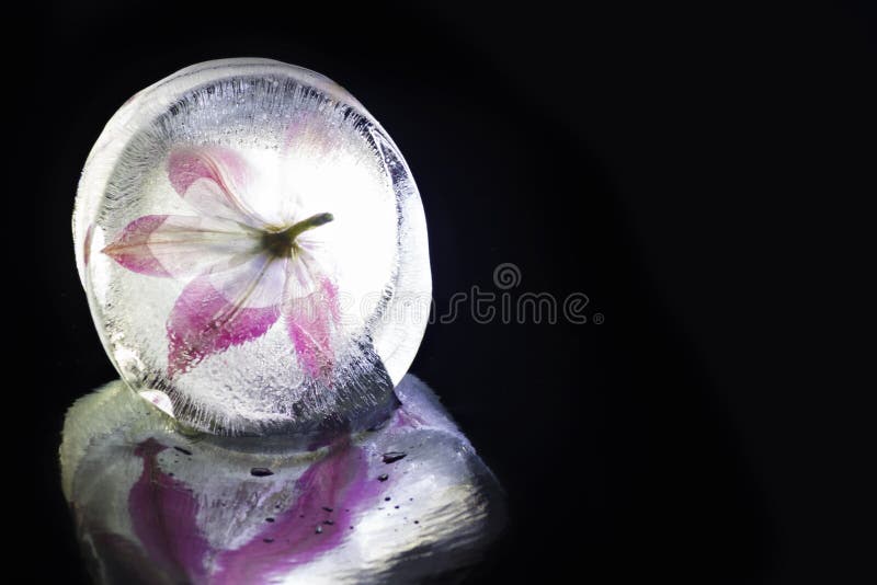Beautiful Flower Frozen in Ice on a Black Background Stock Photo ...