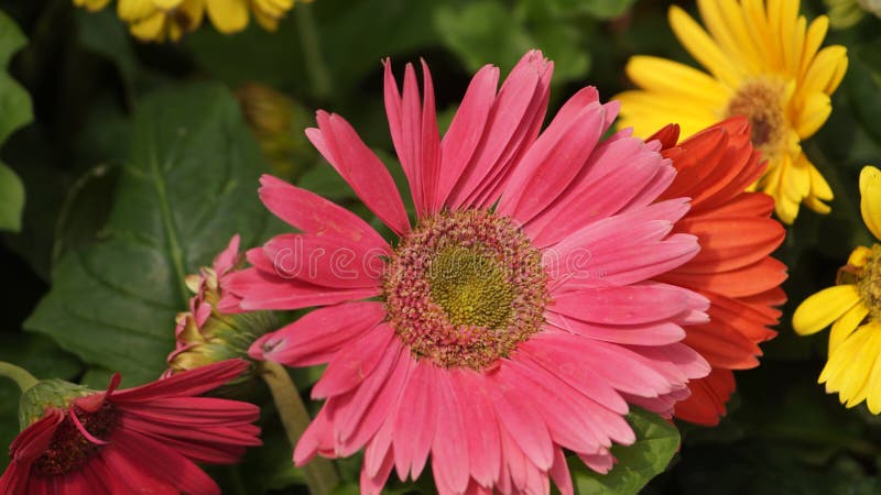 Beautiful Flower in Full Bloom Stock Photo - Image of flower, royal ...