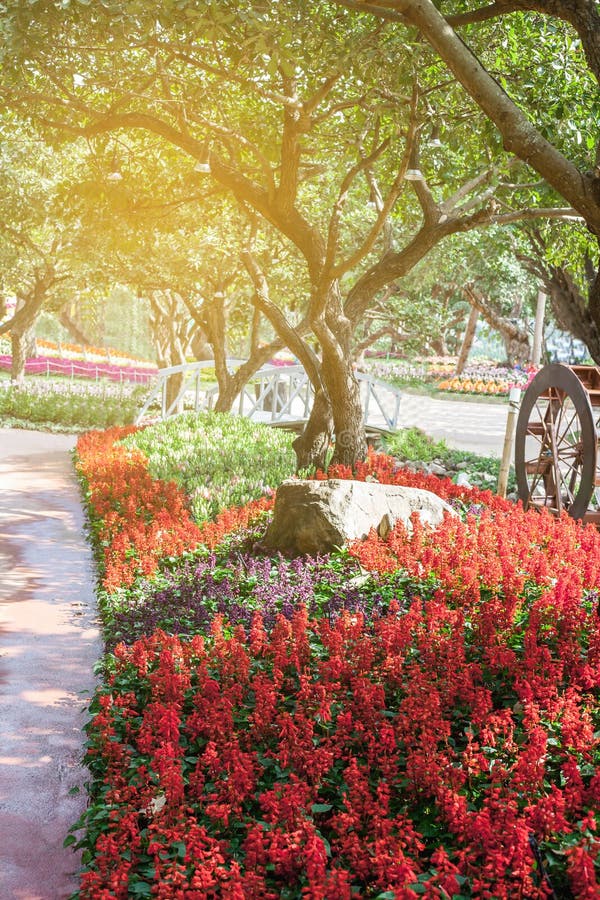 Beautiful Flower in Garden Field Stock Image - Image of white, outside ...