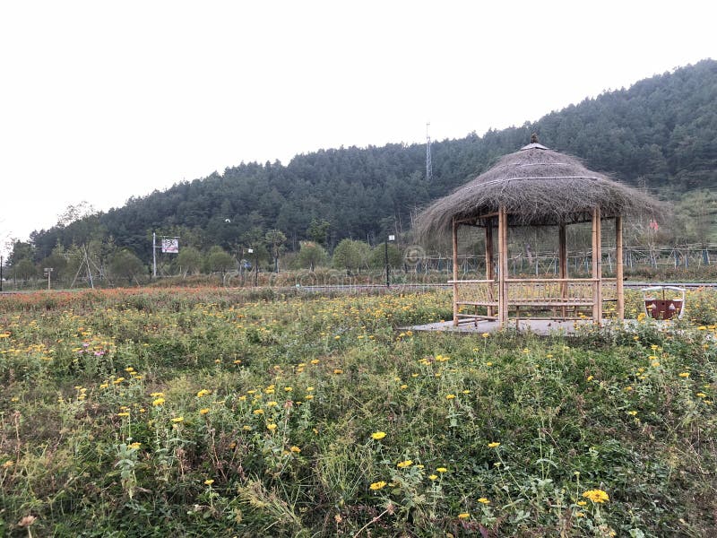 Beautiful flower garden in stock image. Image of beautiful - 128732303