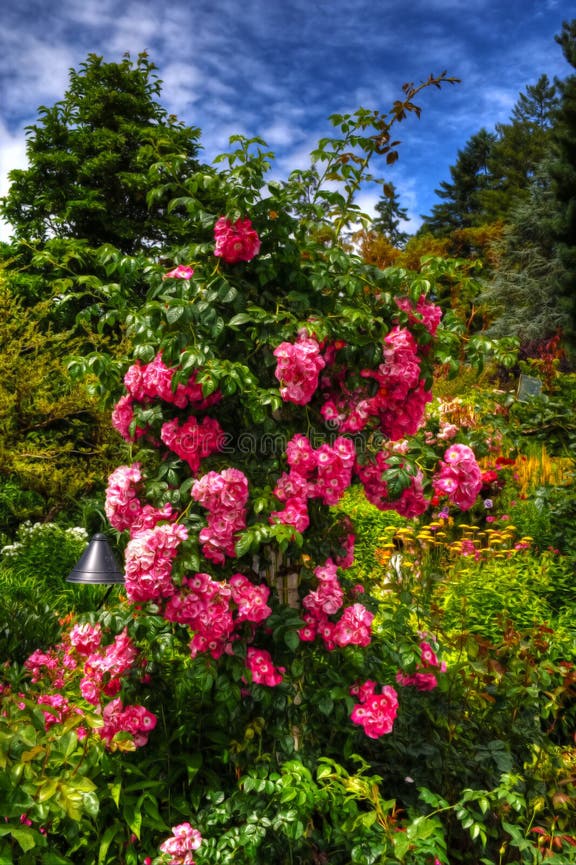 Beautiful Flower Garden in HDR Stock Image - Image of blooming ...