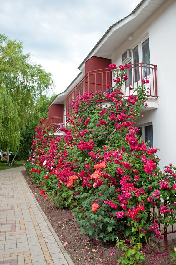 A Beautiful Flower Garden of Roses Stock Photo - Image of rose, flowers ...