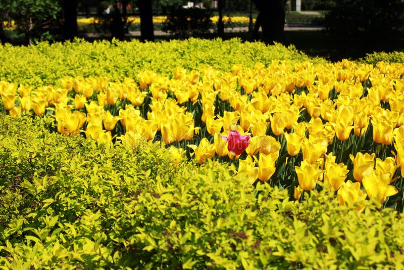 Beautiful Flower Garden in Spring Stock Photo - Image of beautiful ...