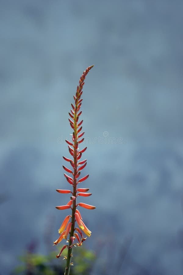 A Beautiful Flower in the Garden Stock Image - Image of full, bicycle ...