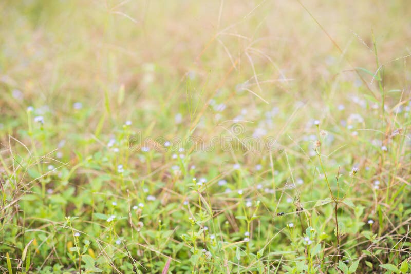 Beautiful flower of grass stock photo. Image of nature - 48857114