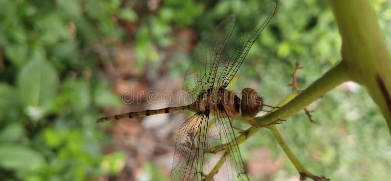 Beautiful Insects in Tree Way Stock Photo - Image of natural, beautiful ...
