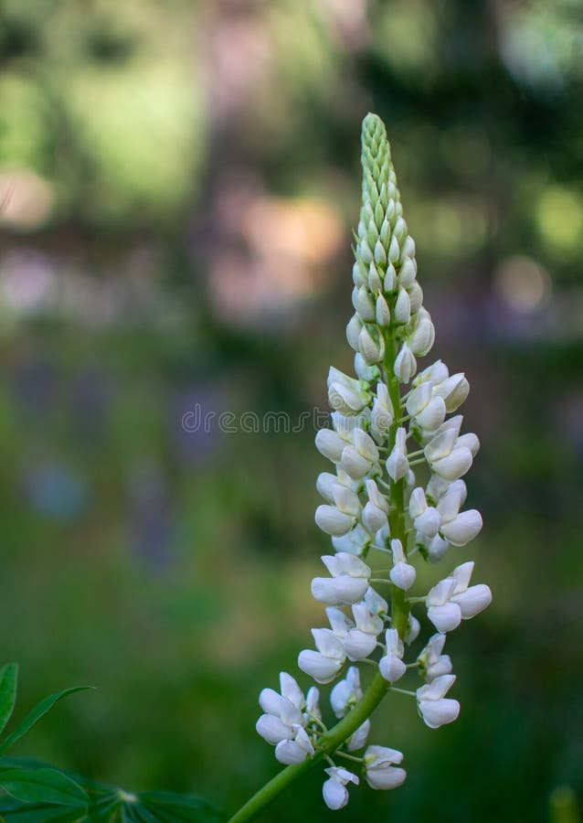 Beautiful Flower Grow at the Liberty. Stock Image - Image of landscape ...