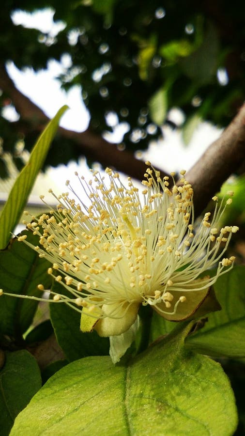 Guava flower stock image. Image of leaves, isolated - 100833461