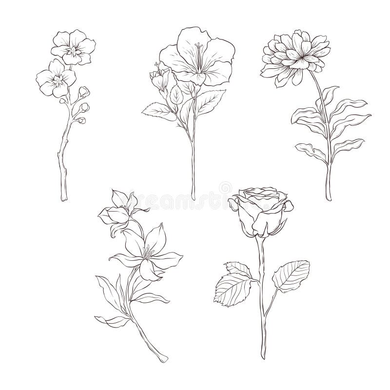 Beautiful Flower Hand Drawn Vector Illustration. Stock Vector ...