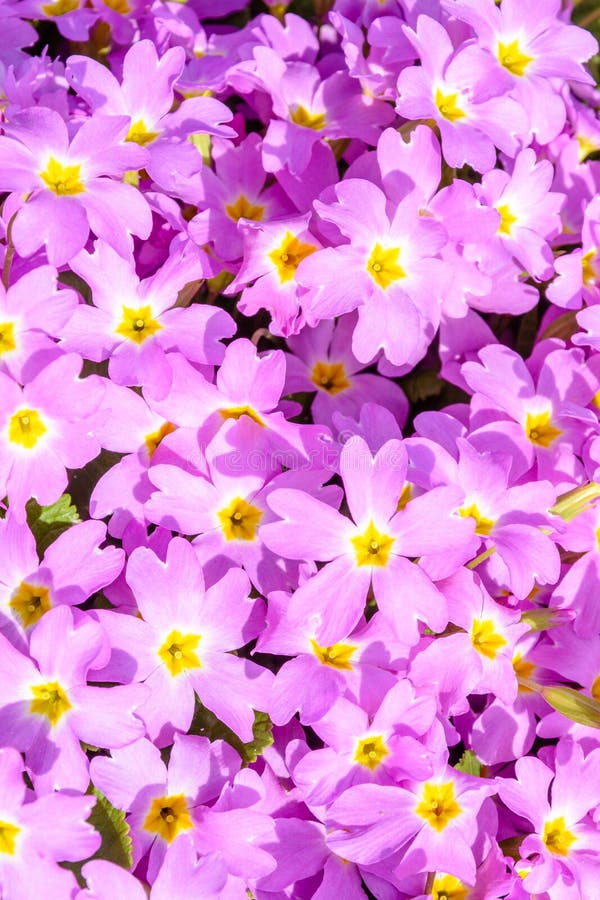 A Beautiful Flower Has Purple Violet. Texture. Stock Photo - Image of ...