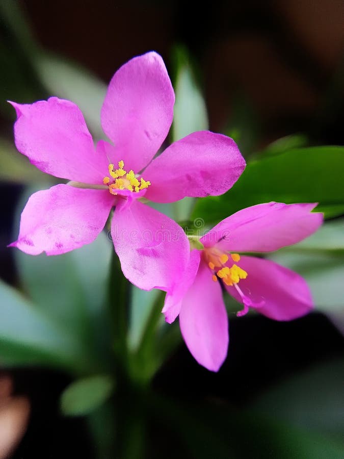 Beautiful Flower of the Herbal Plant Ginseng & X28;panax& X29; Stock ...