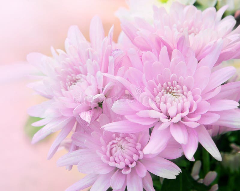 Beautiful Flower with High Key Technic Photography Stock Photo - Image ...