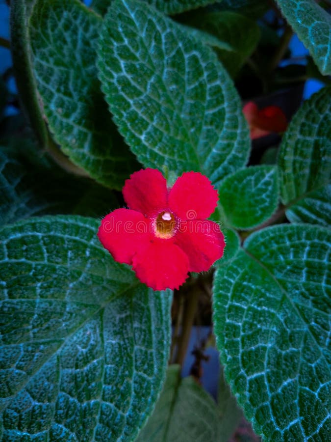 Beautiful Flower at Home in Saturday Morning Stock Image - Image of ...