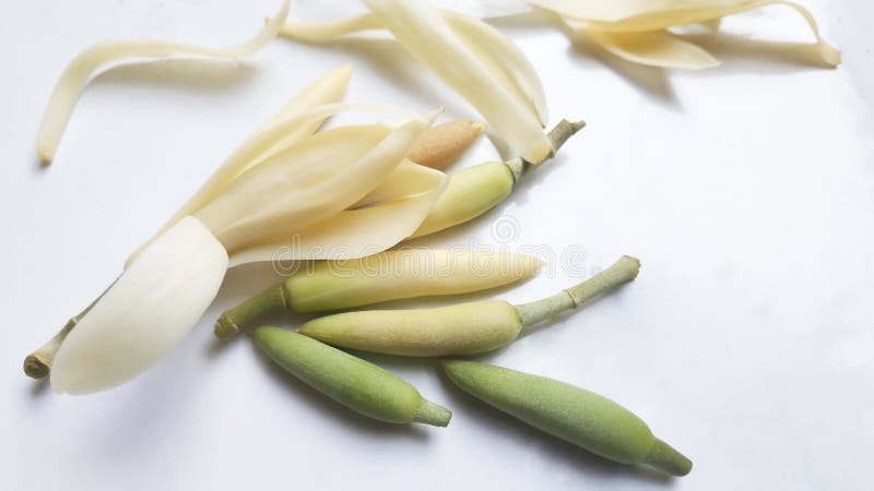 Beautiful Flower, Illustration of White Michelia Alba Flower or ...