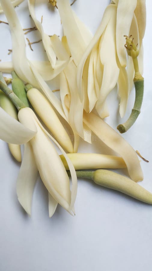 Beautiful Flower, Illustration of White Michelia Alba Flower or ...