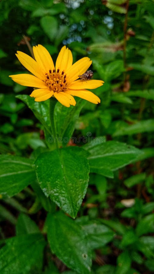 Beautiful Flower and the Insect Stock Photo - Image of beautiful, petal ...