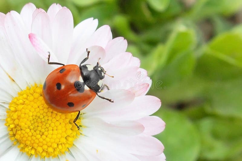 Beautiful Flower and Insect. the Sunset on the Flower Stock Image ...