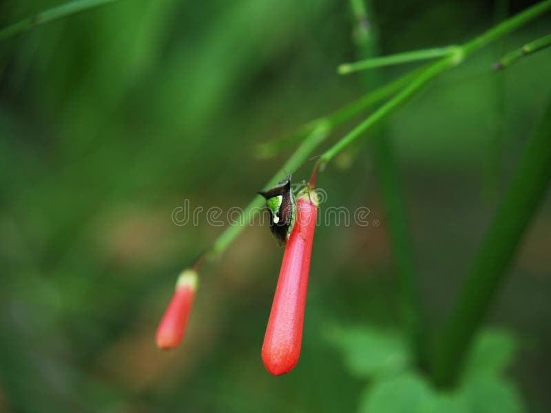 Beautiful Flower and Insects Stock Photo - Image of colour, nature ...