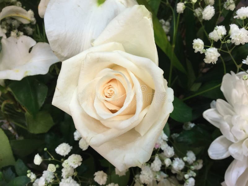 Rose at spring stock image. Image of flower, spring - 114412811