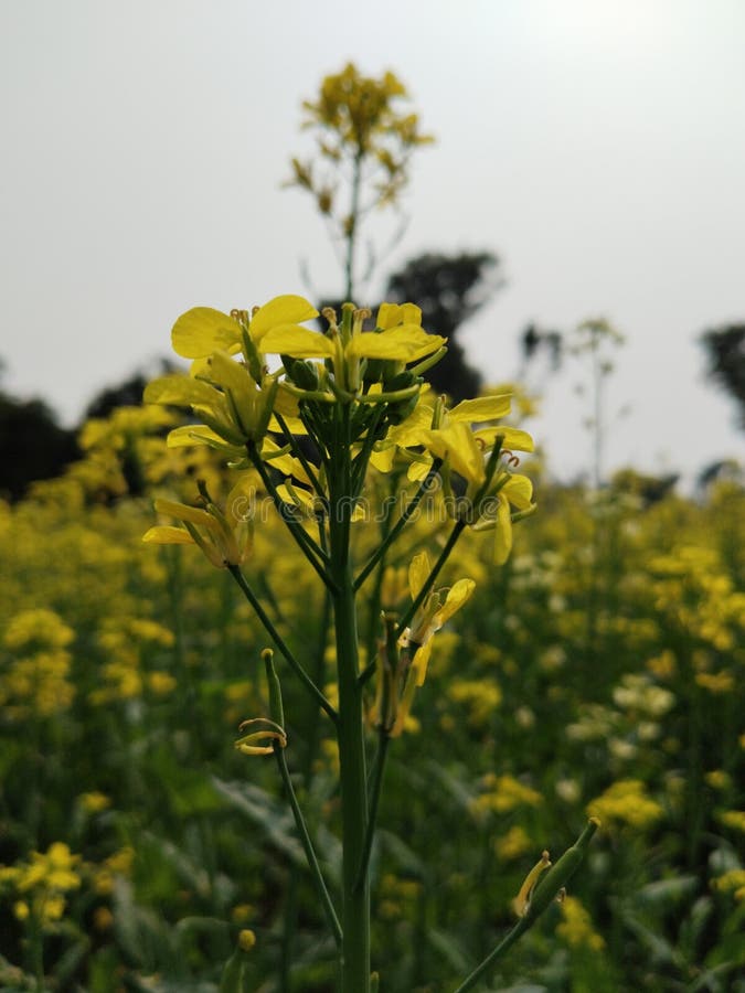 Beautiful Flower in InTime Garden Stock Image - Image of blossom ...