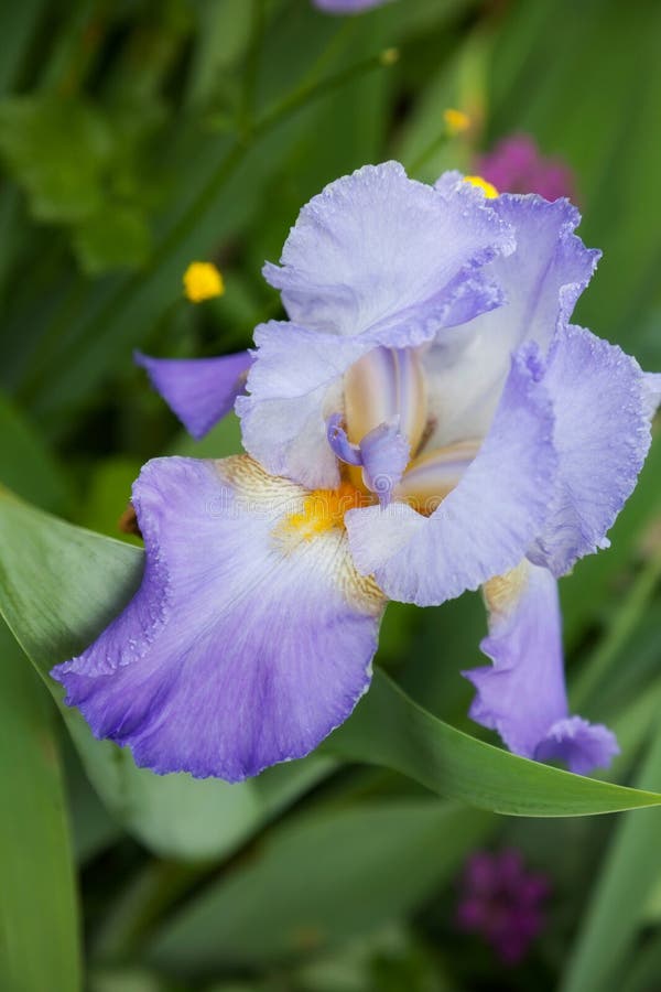 Iris stock photo. Image of nature, delicate, outdoor - 103413934