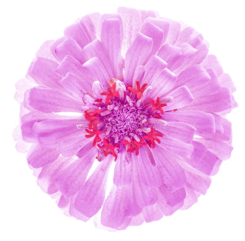 Beautiful Flower Isolated on White Background Stock Image - Image of ...