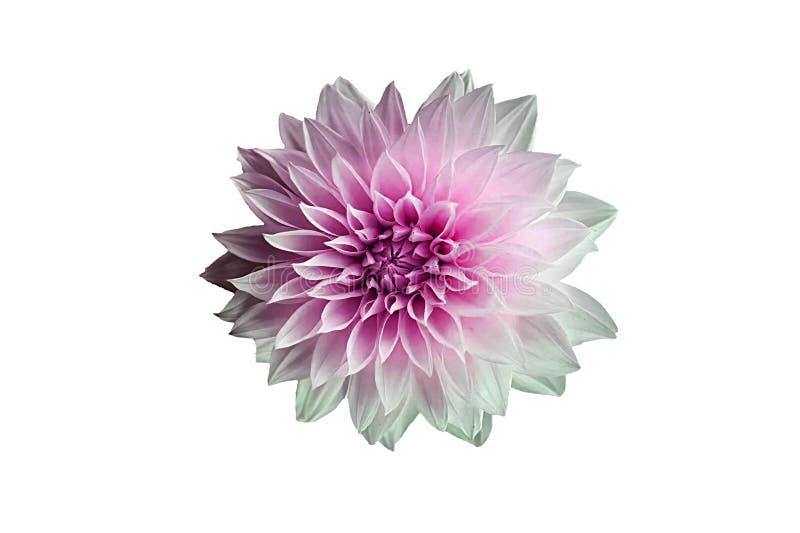 Beautiful Flower Isolation on a White Background - Image Stock Photo ...