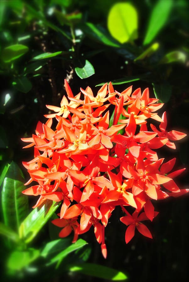 Beautiful Flower Ixora stock photo. Image of garden, blossom - 25679814