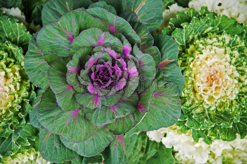 Beautiful flower in Japan stock image. Image of natural - 64131645