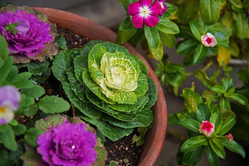 Beautiful flower in Japan stock photo. Image of colorful - 64131664