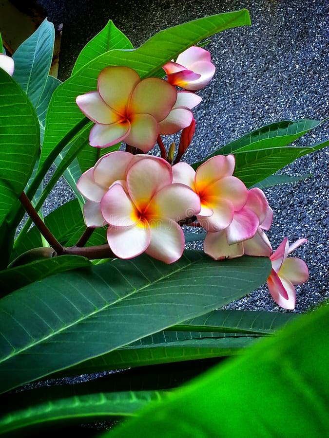 Beautiful Jepun Jepang Flower with Beautiful Color of White and Red ...