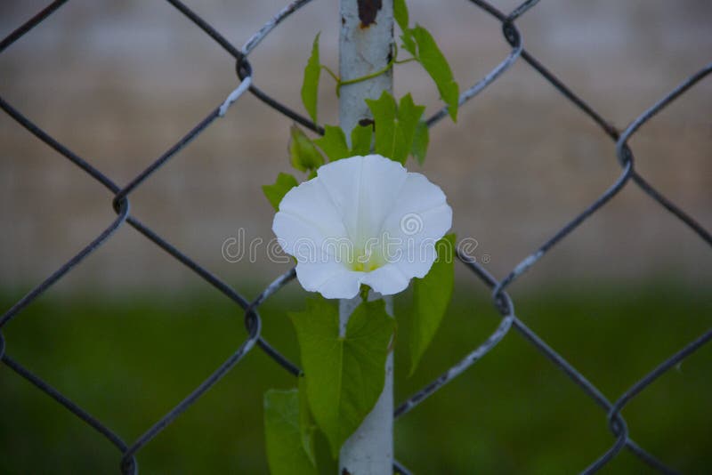 Beautiful flower stock image. Image of leaf, beautiful - 125209459
