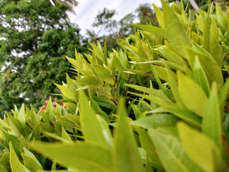 Beautiful Flower Leaves in the Bright and Charming Morning Stock Image ...