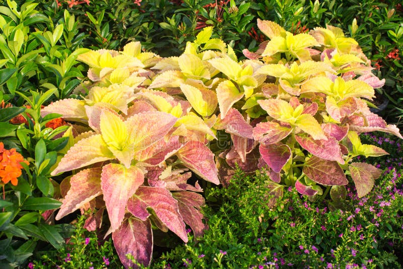 Beautiful flower Leaves stock image. Image of lovely - 30877939