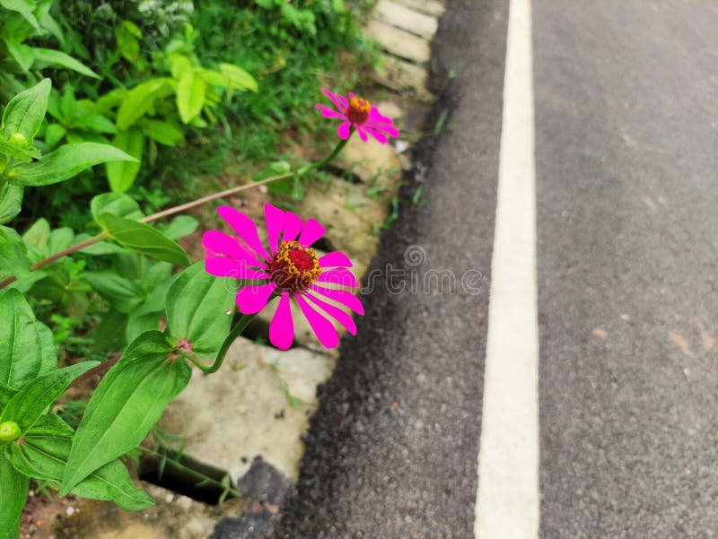 Beautiful Flower Left Side the Road , Common Daisy , Pink Daisy Flower ...