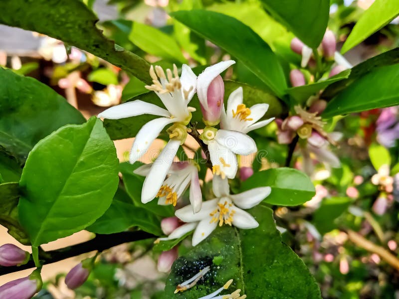 Beautiful Flower of Lemon Image India Stock Image - Image of india ...