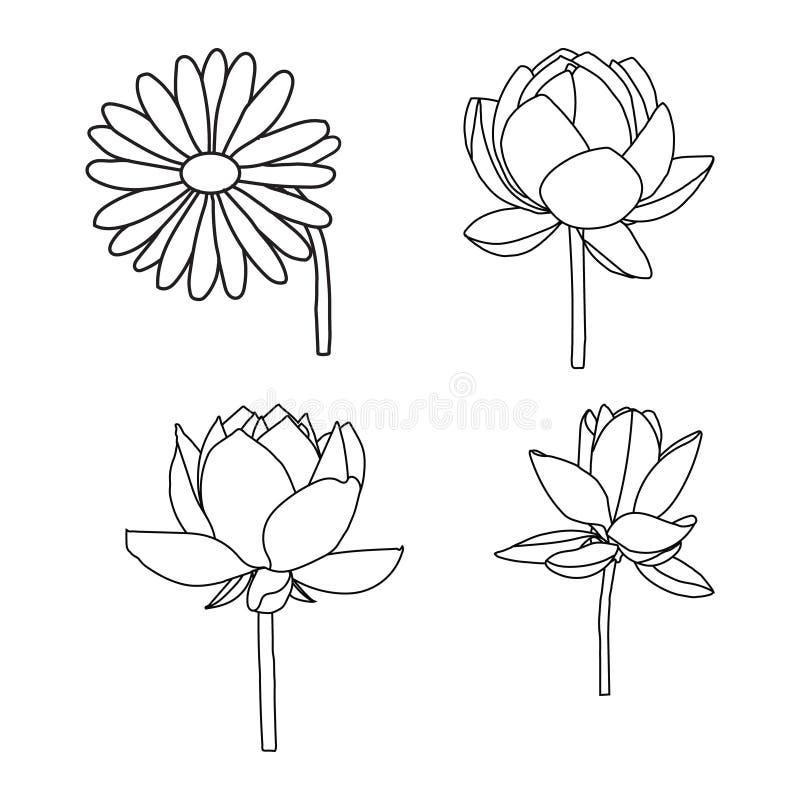 Beautiful Flower Line Art Vector Stock Vector - Illustration of line ...