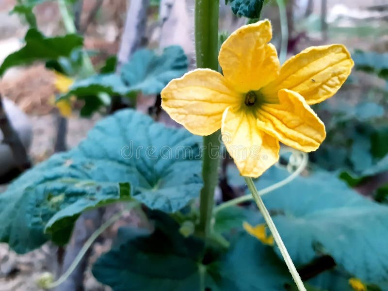 Plant Kaddu Stock Photos - Free & Royalty-Free Stock Photos from Dreamstime