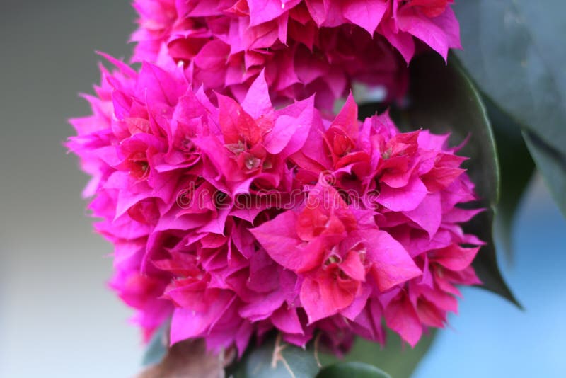 Beautiful Flower Looking Gorgeous Having Excellent Colors Stock Image ...