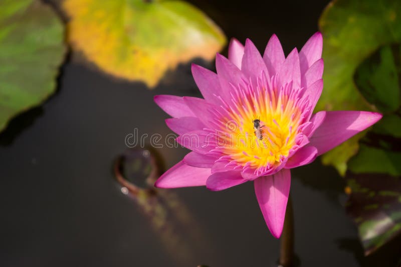 Beautiful Flower Lotus Pink Stock Photo - Image of pink, food: 50582936