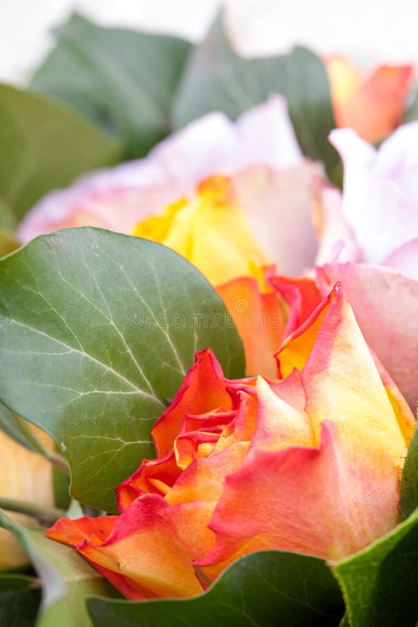 Beautiful Flower Macro Shooting in Studio Stock Photo - Image of petal ...